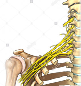 TOS, anterior supraclavicular approach: tips & tricks - Andreas M ...